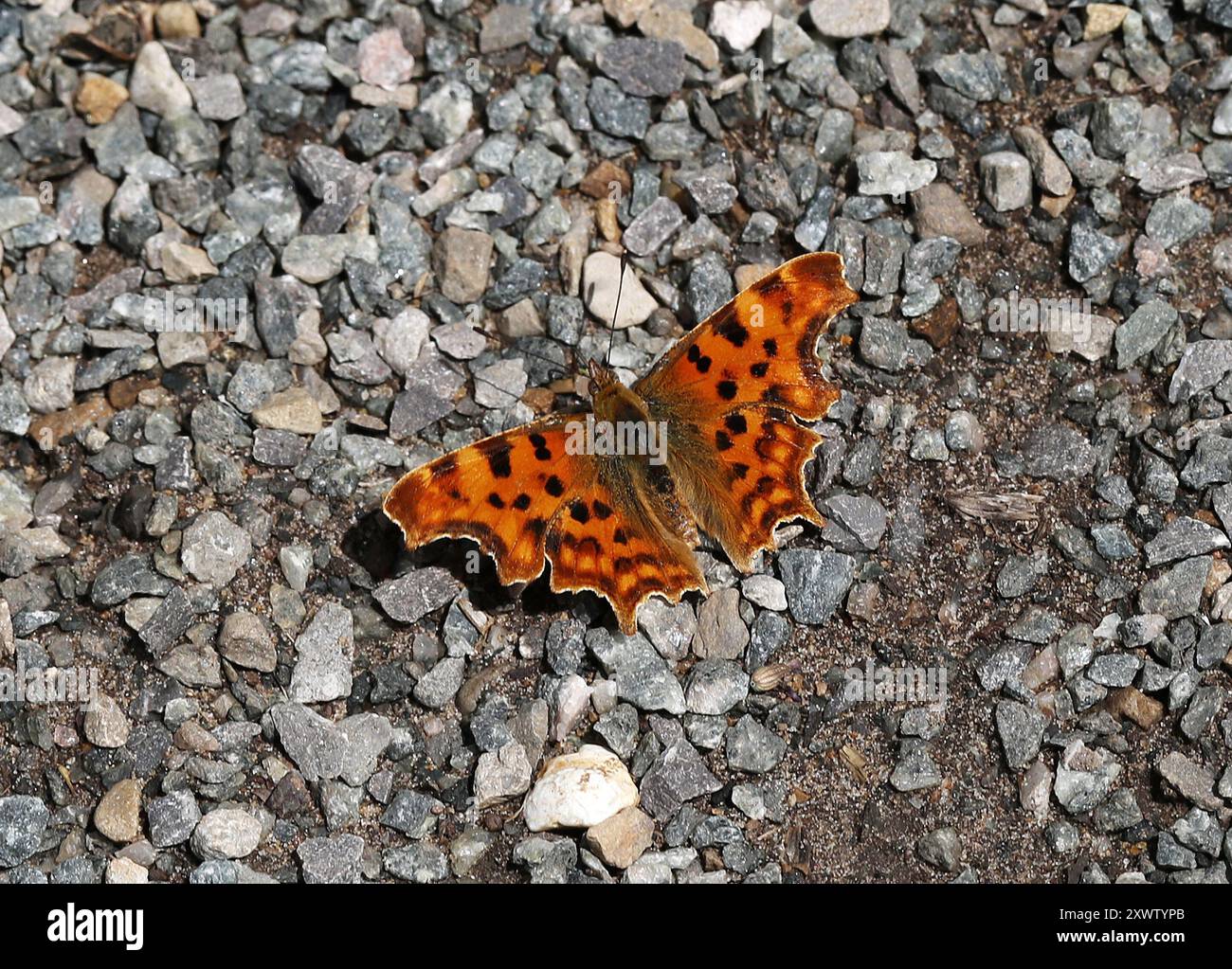 Comma Butterfly, Polygonia c-album, Nymphalidae. UK Stock Photo - Alamy