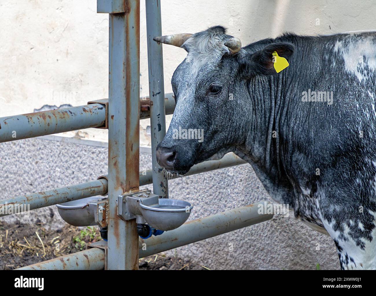 The Belgian Blue cow breed beef cattle head in farm interior Stock ...