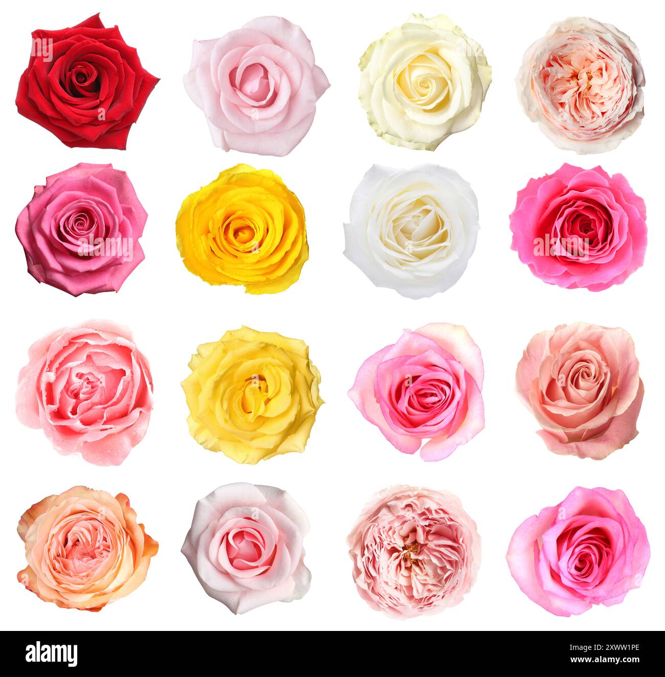 Many beautiful roses isolated on white, set Stock Photo - Alamy