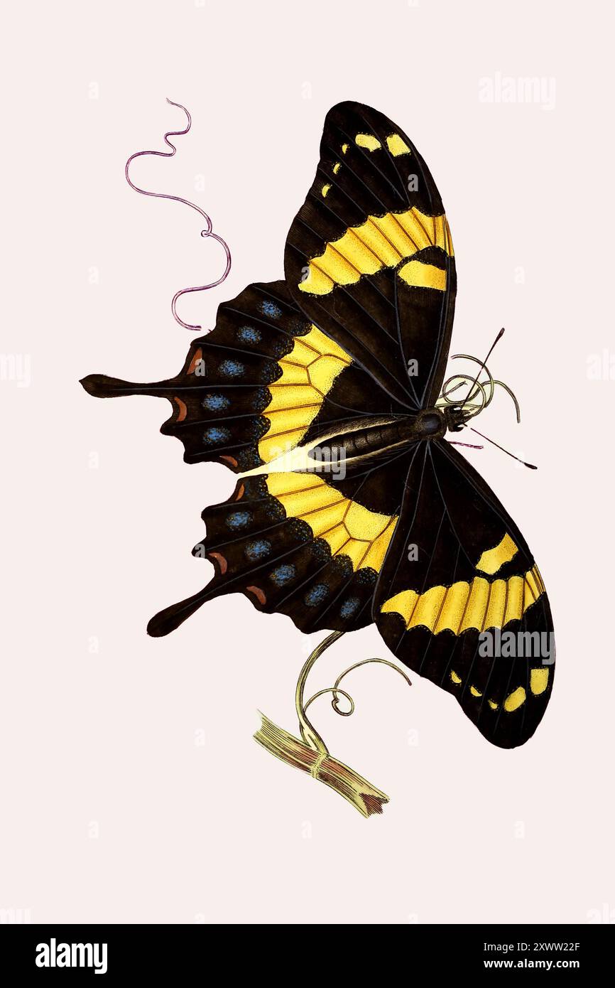 Illustration of a homerus, or Jamaican, swallowtail (Papilio homerus ...