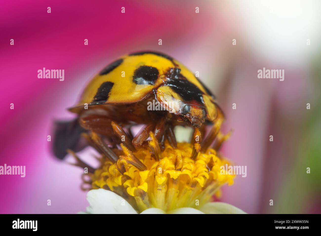 Lady Beetle on nature background in Thailand and Southeast Asia Stock ...