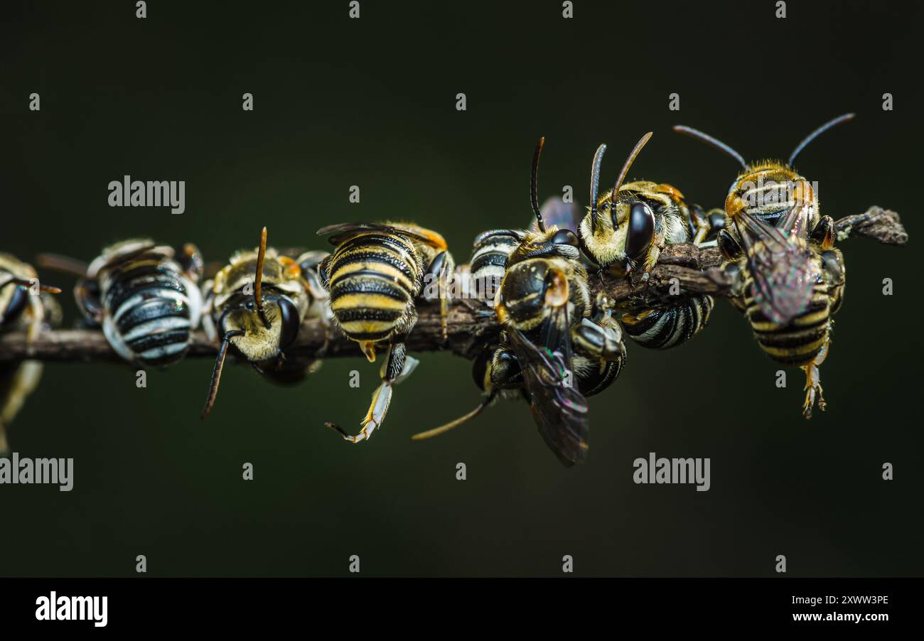 Group of Cute and small Sweat bees, Wasp Nest (Hymenoptera) resting on the tree branches and ...