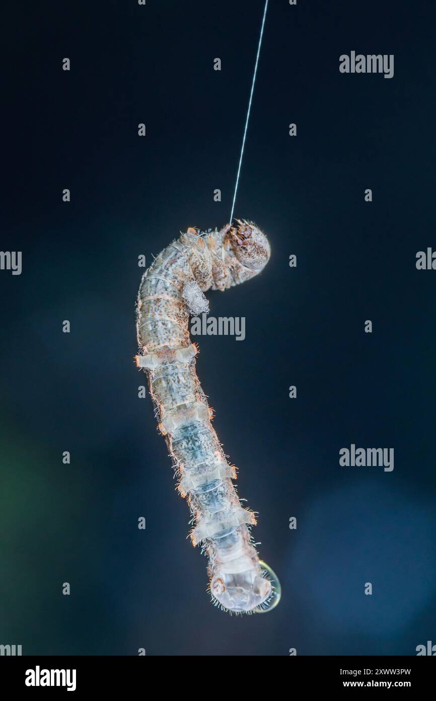 Worm caterpillar Pulling a web, Caterpillar hanging on silk thread ...