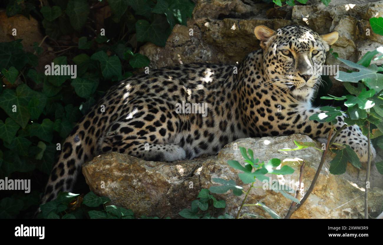 A beautiful Persian leopard resting on a rock at the Biblical zoo in ...