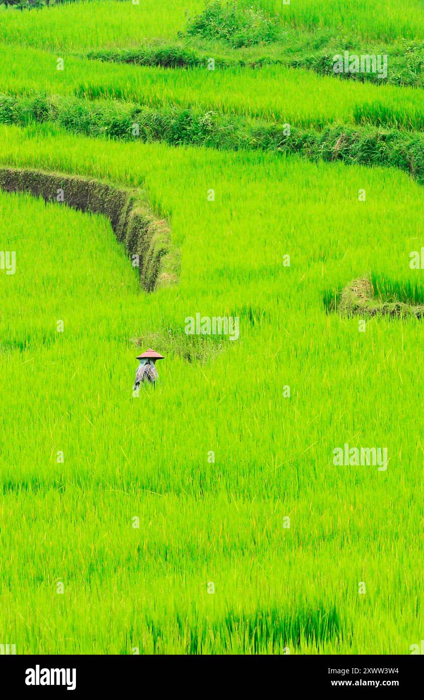 A farmer working in the Paddy fields in Eastern Myanmar Stock Photo - Alamy