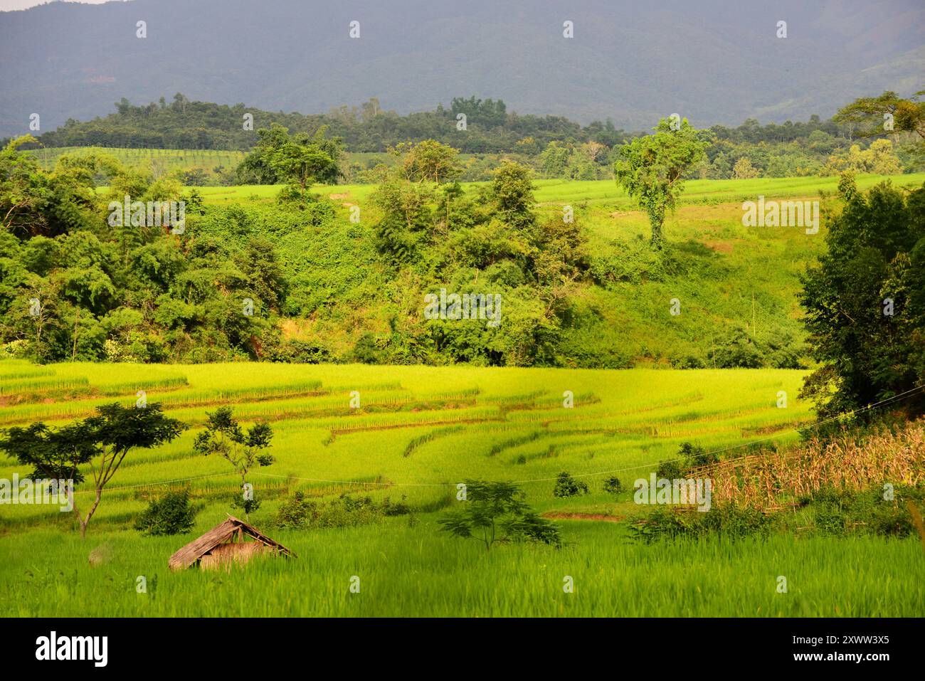 Paddy fields in Eastern Myanmar Stock Photo - Alamy