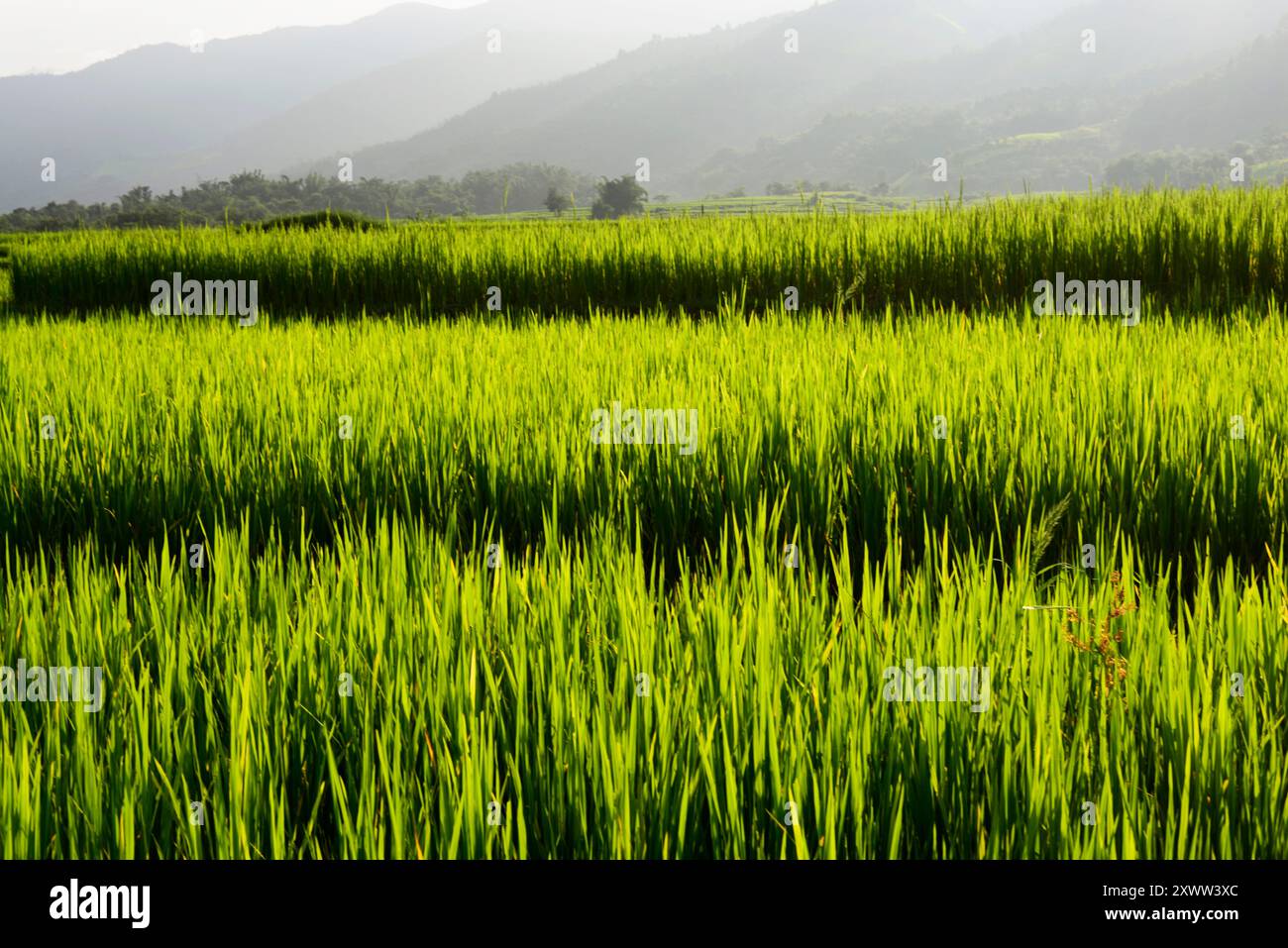 Shan farmer paddy hi-res stock photography and images - Alamy