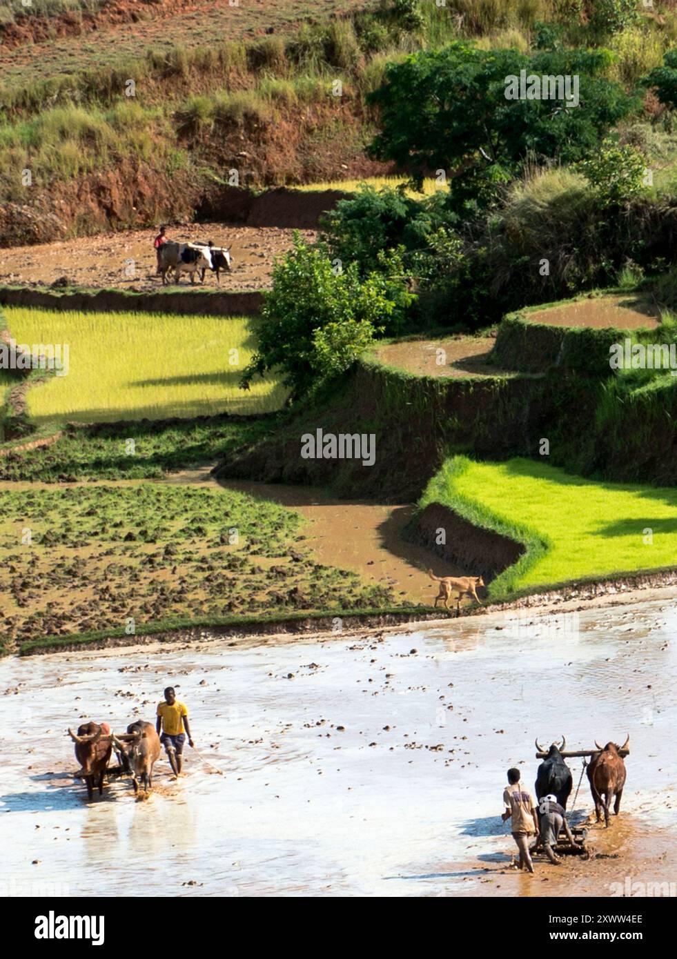 Soil preparation rice cultivation hi-res stock photography and images ...