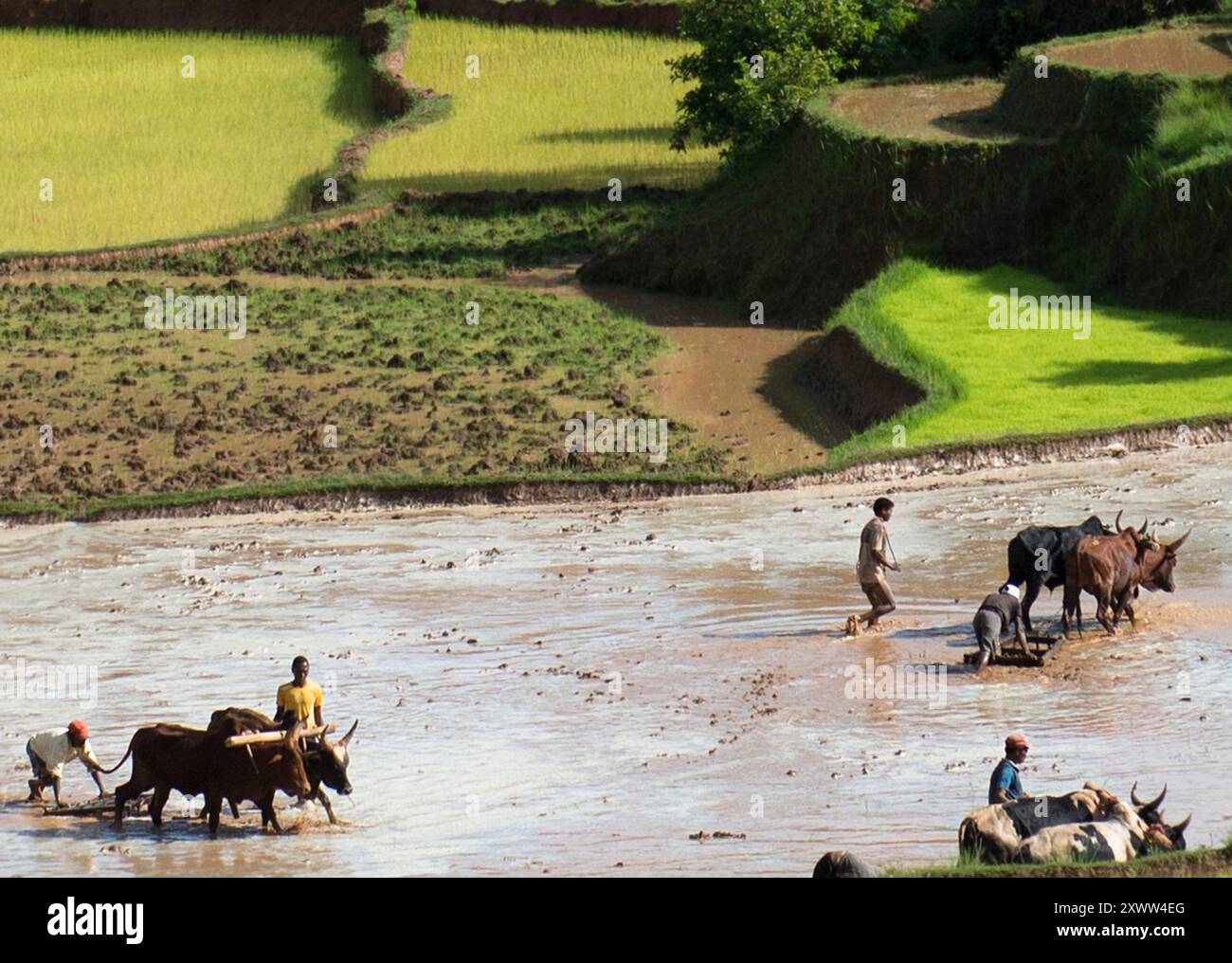 Ploughing rice plowing rice hi-res stock photography and images - Alamy