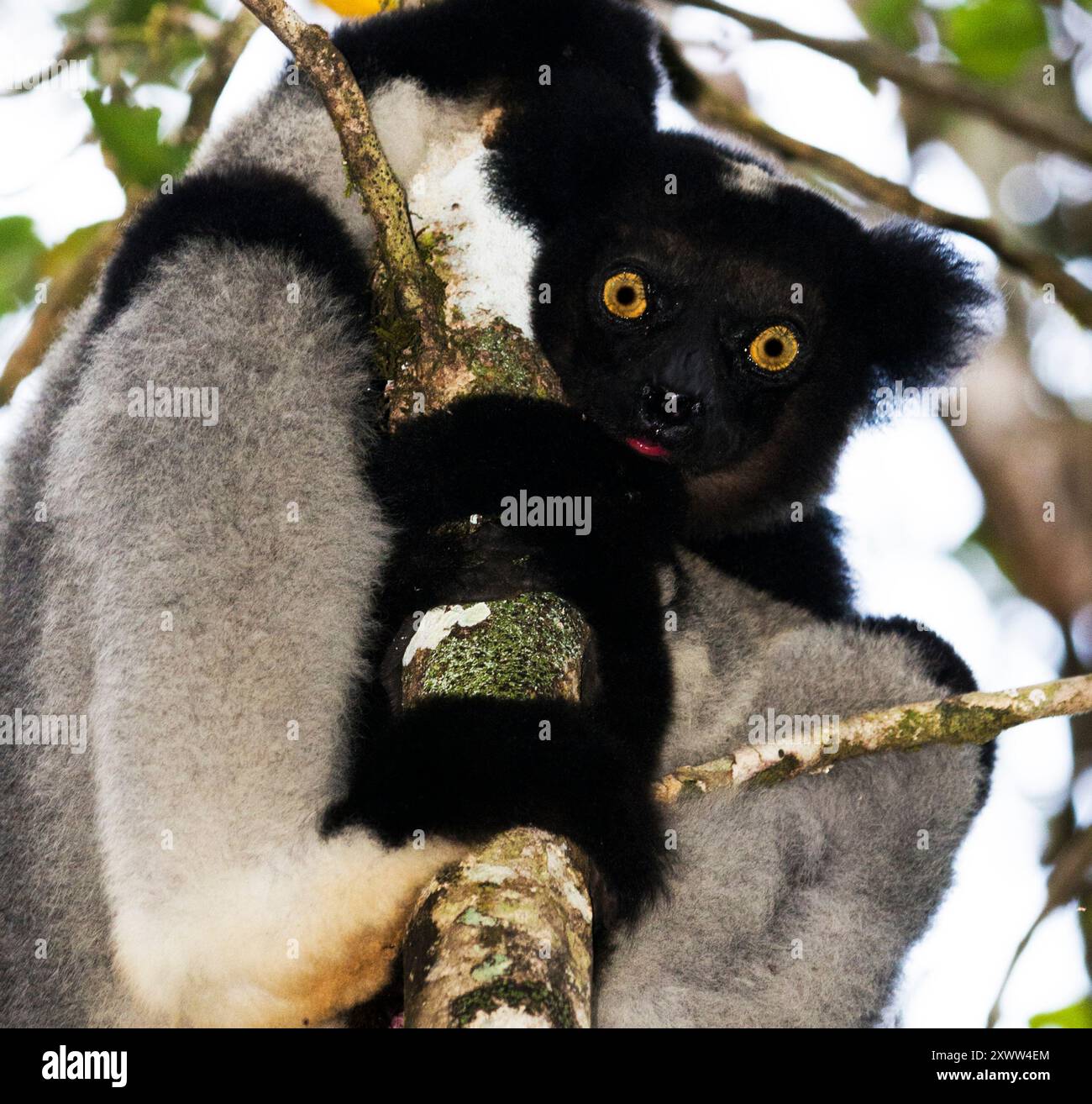 The Indri Indri is the largest Lemur in Madagascar Stock Photo - Alamy