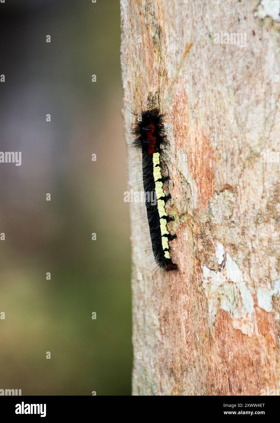 Silk moth hi-res stock photography and images - Alamy