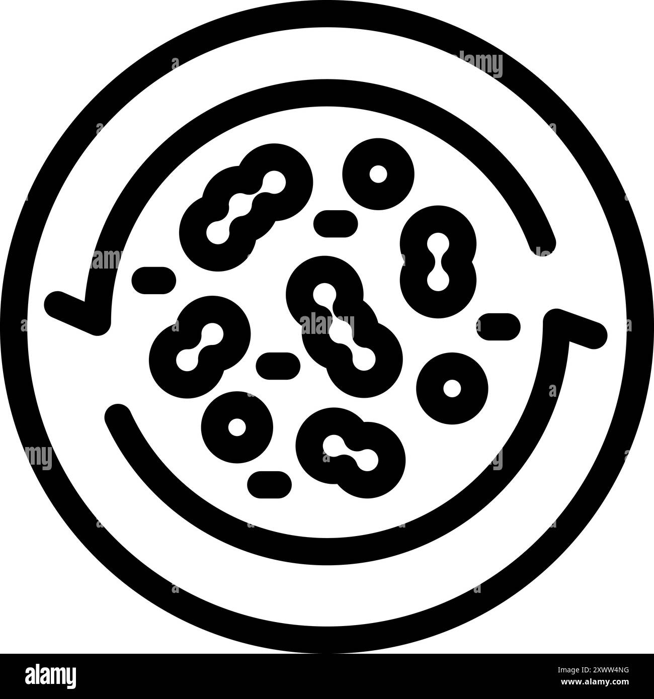 Bacteria under microscope being studied showing cell division and ...