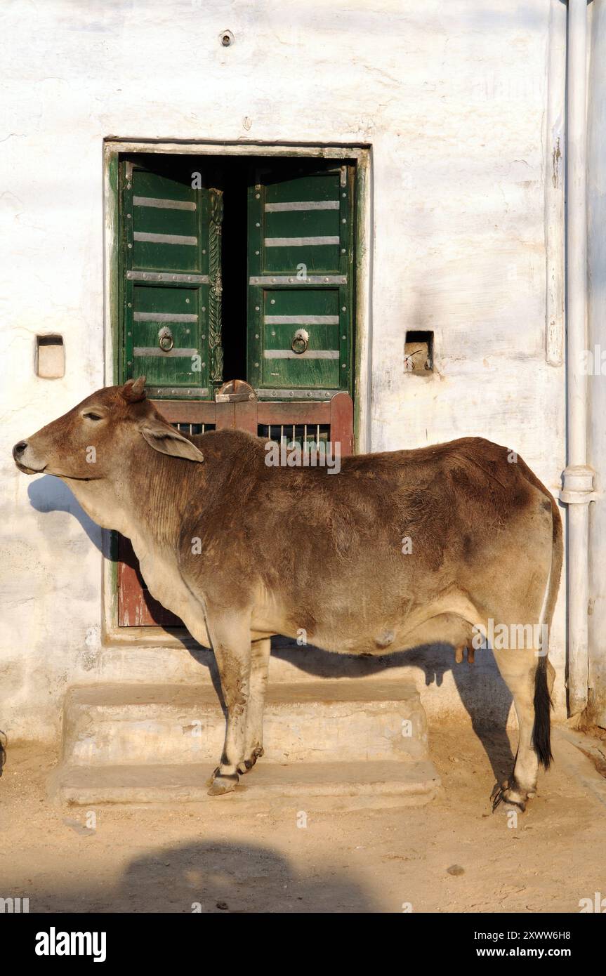 Indian cow in house hi-res stock photography and images - Alamy