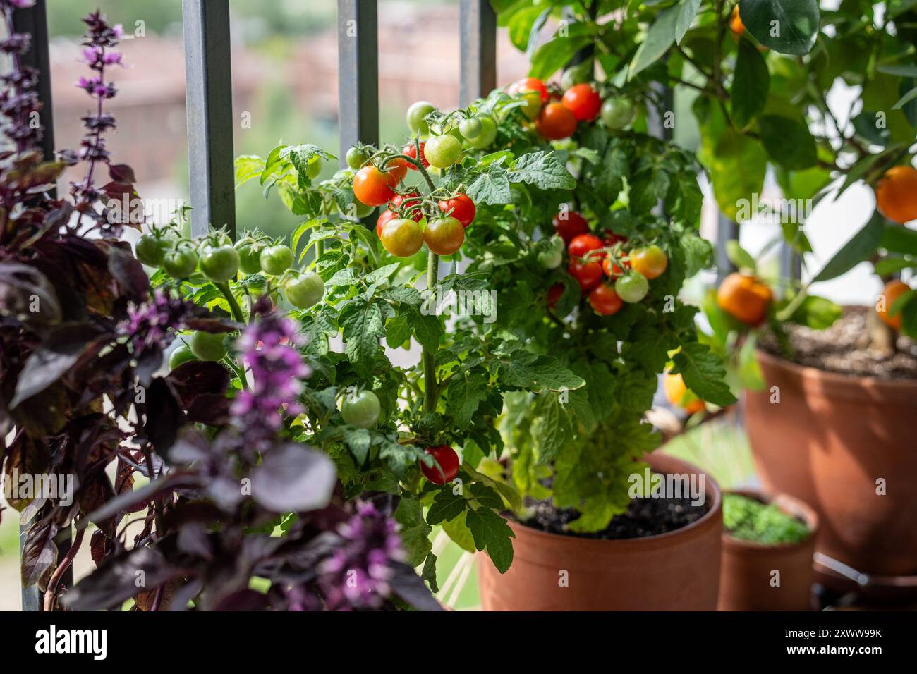Homegrown small bush of cherry red tomato in clay pots growing on french balcony at home Stock ...