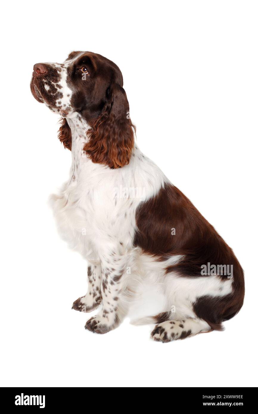 Sad English Springer Spaniel dog isolated on at clean white background ...