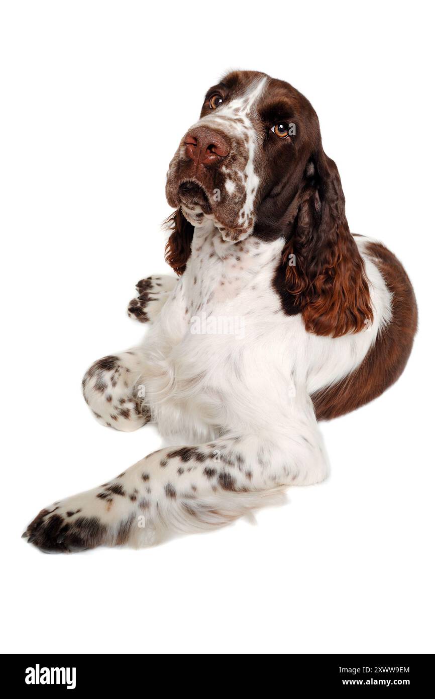 Sad English Springer Spaniel dog isolated on at clean white background ...