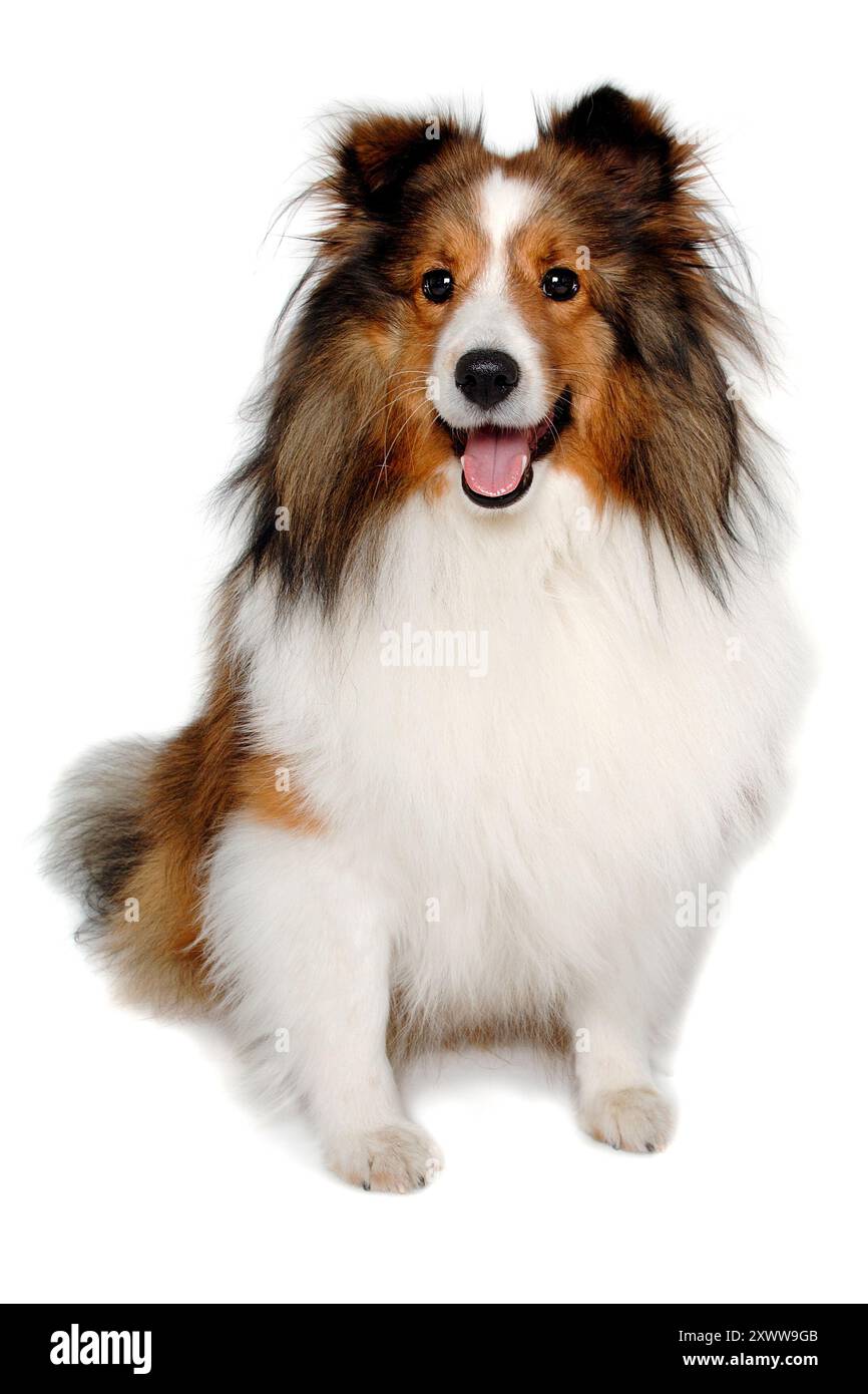 Happy shetland sheepdog isolated on at clean white background Stock ...