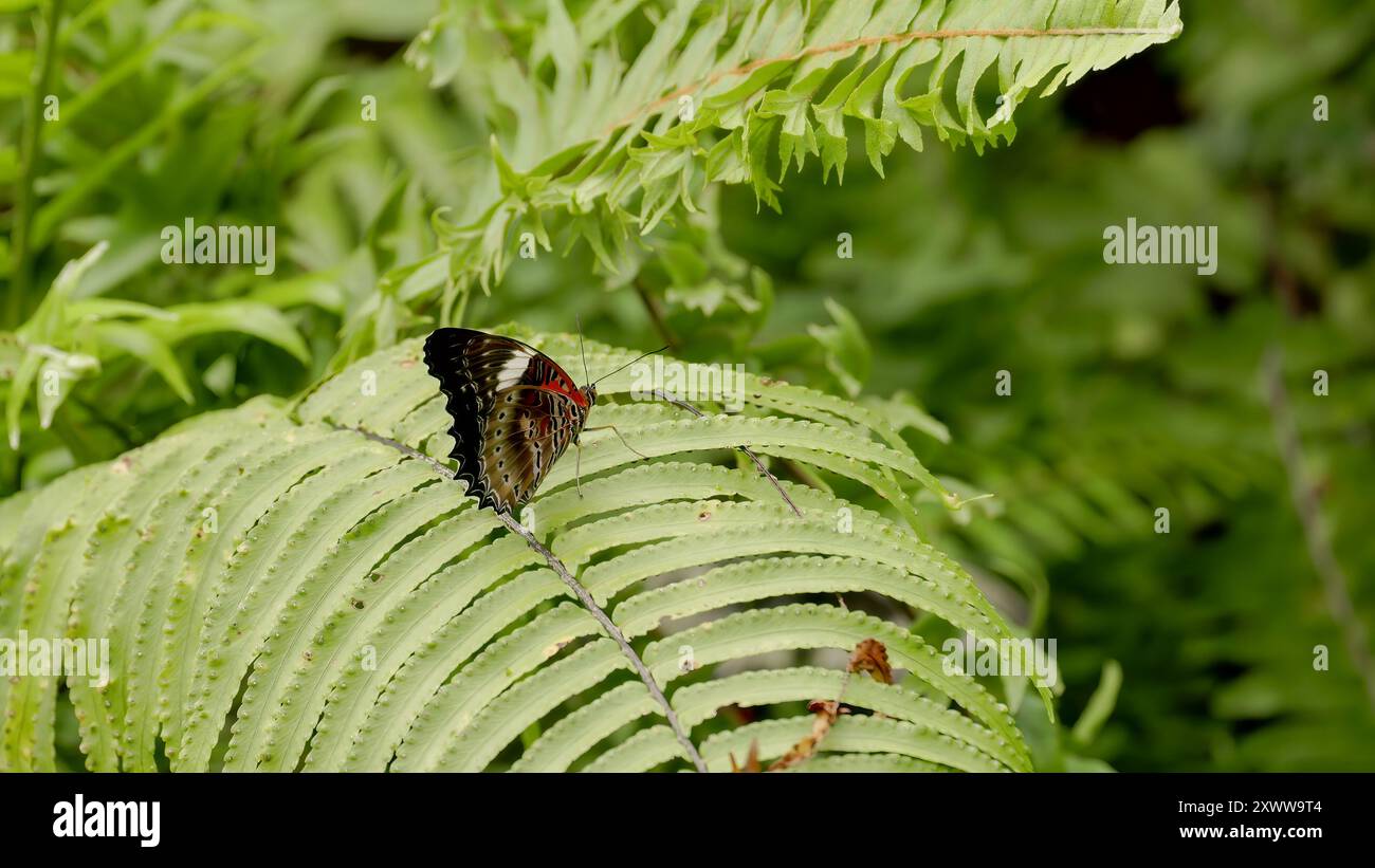 Australian lacewing hi-res stock photography and images - Alamy