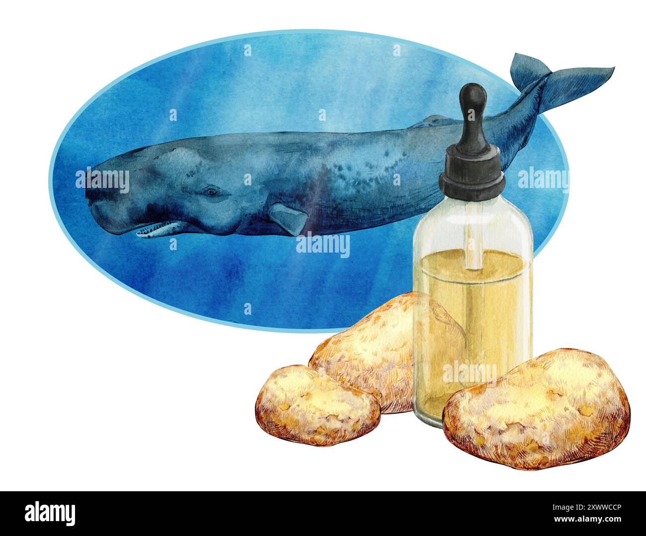 Ambergris, ambre gris, ambergrease or grey amber.. Watercolor ...