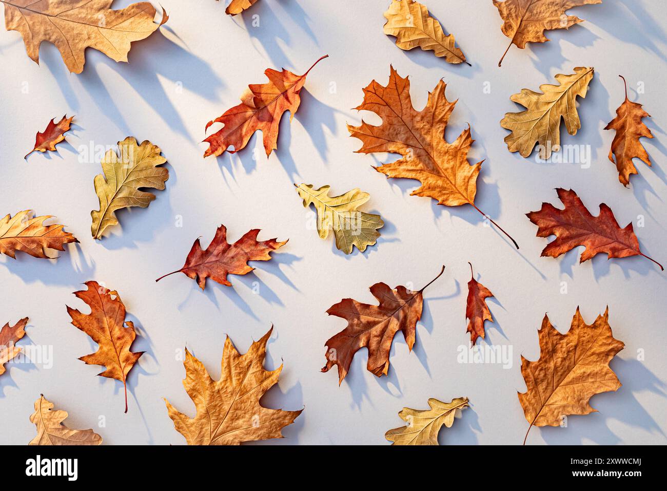 Autumn leaves in soft sunlight. Fall season texture Stock Photo - Alamy