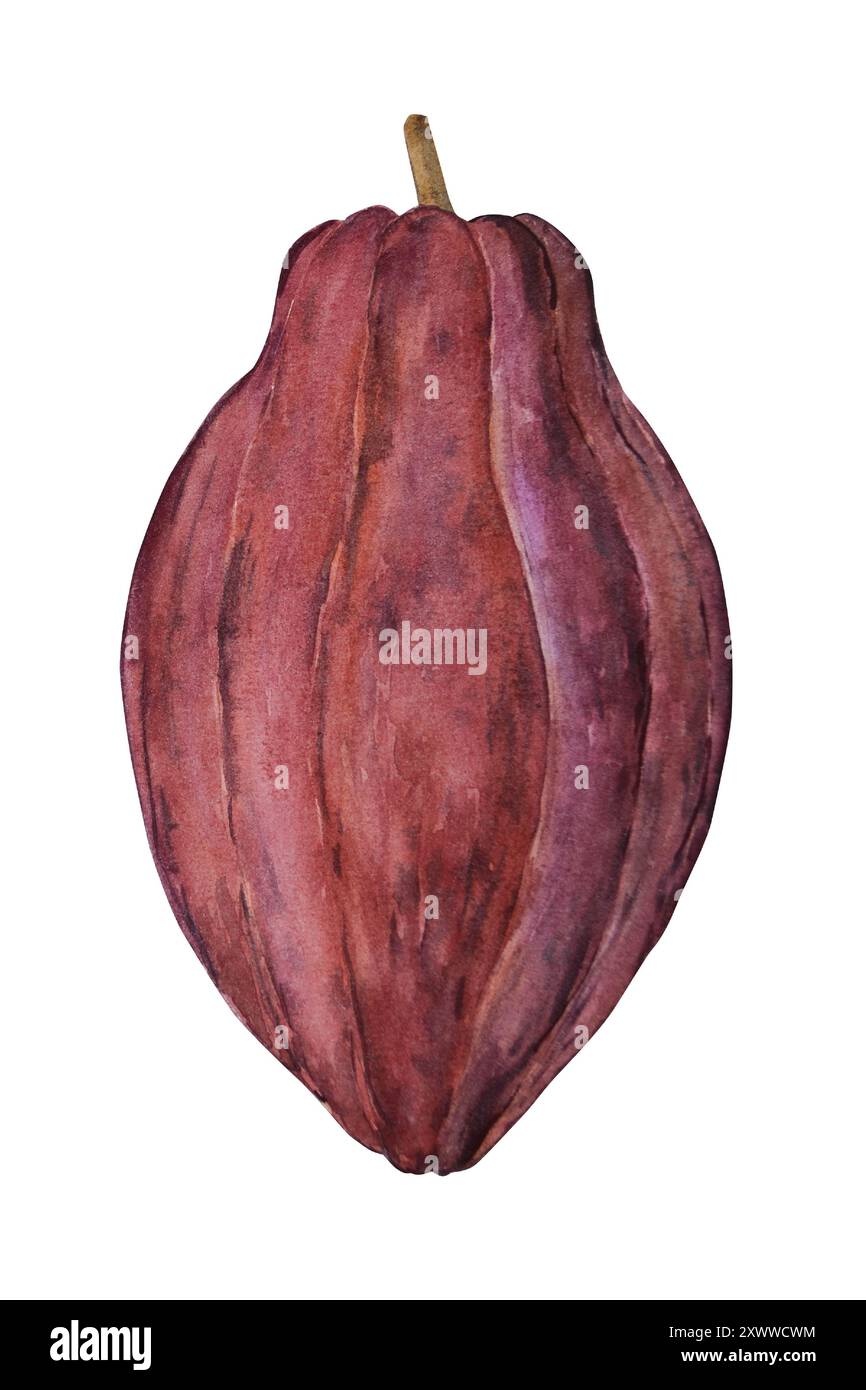 Botanical illustrations. Watercolor cocoa fruits highlighted on a white ...