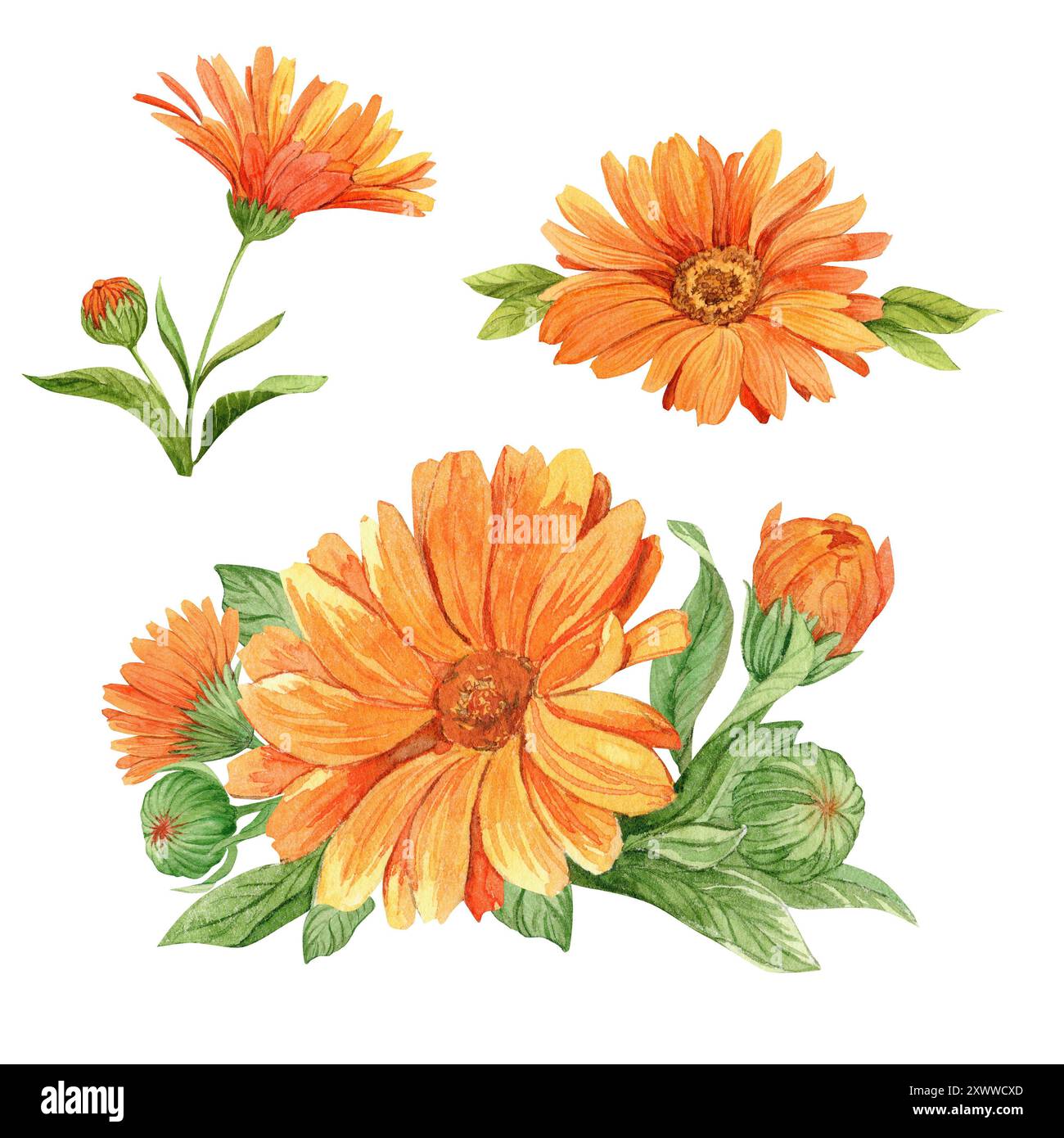 Calendula, watercolor art illustration. Orange flowers, buds, leaves ...