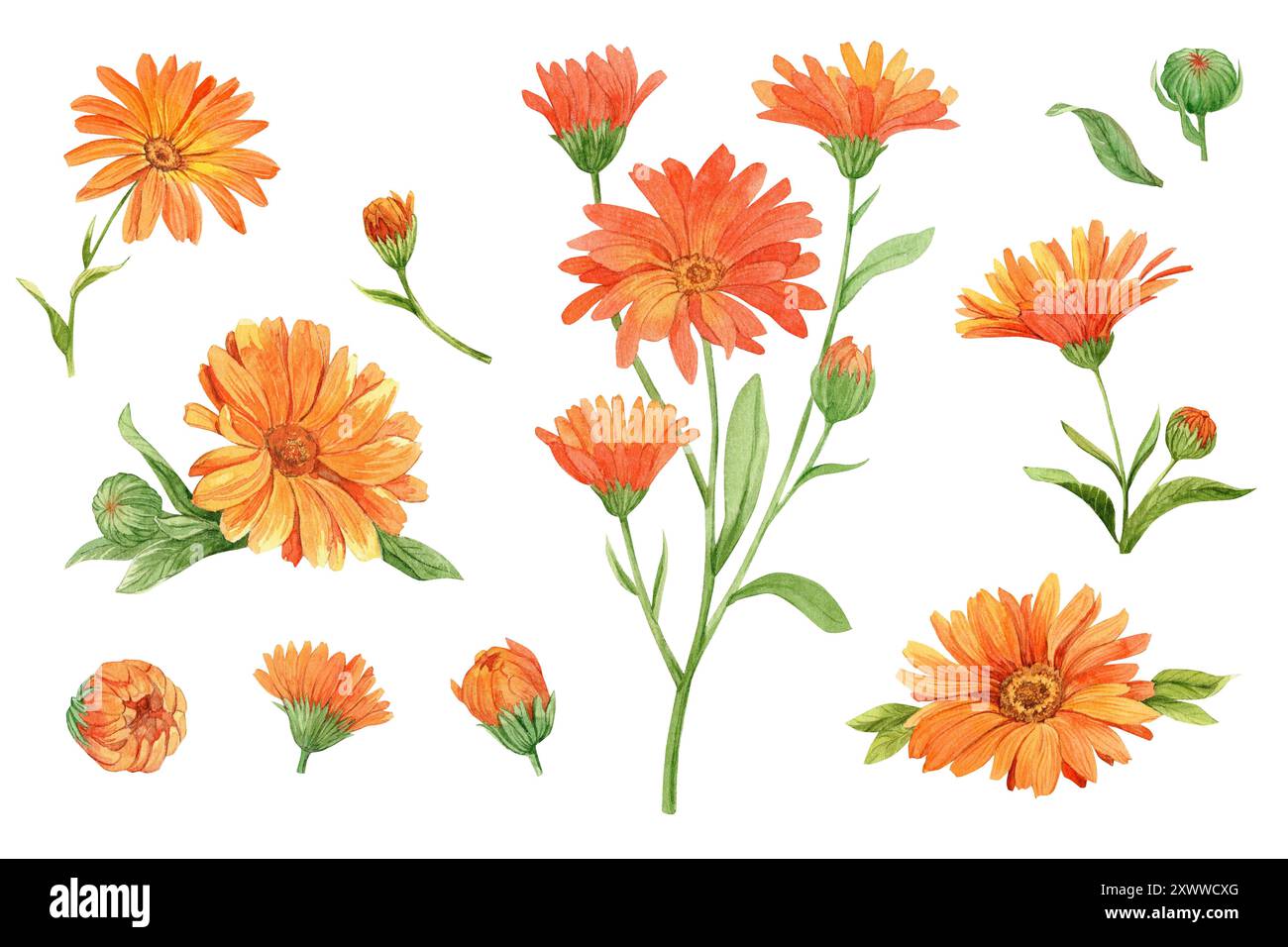 Calendula, watercolor art illustration. Orange flowers, buds, leaves ...