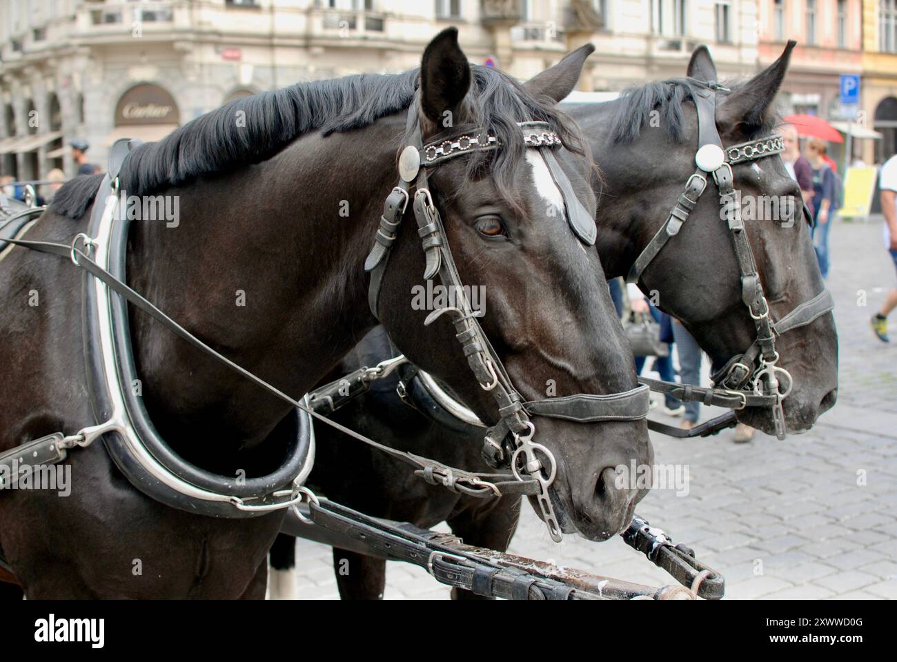 Two horses resting between trips Stock Photo - Alamy