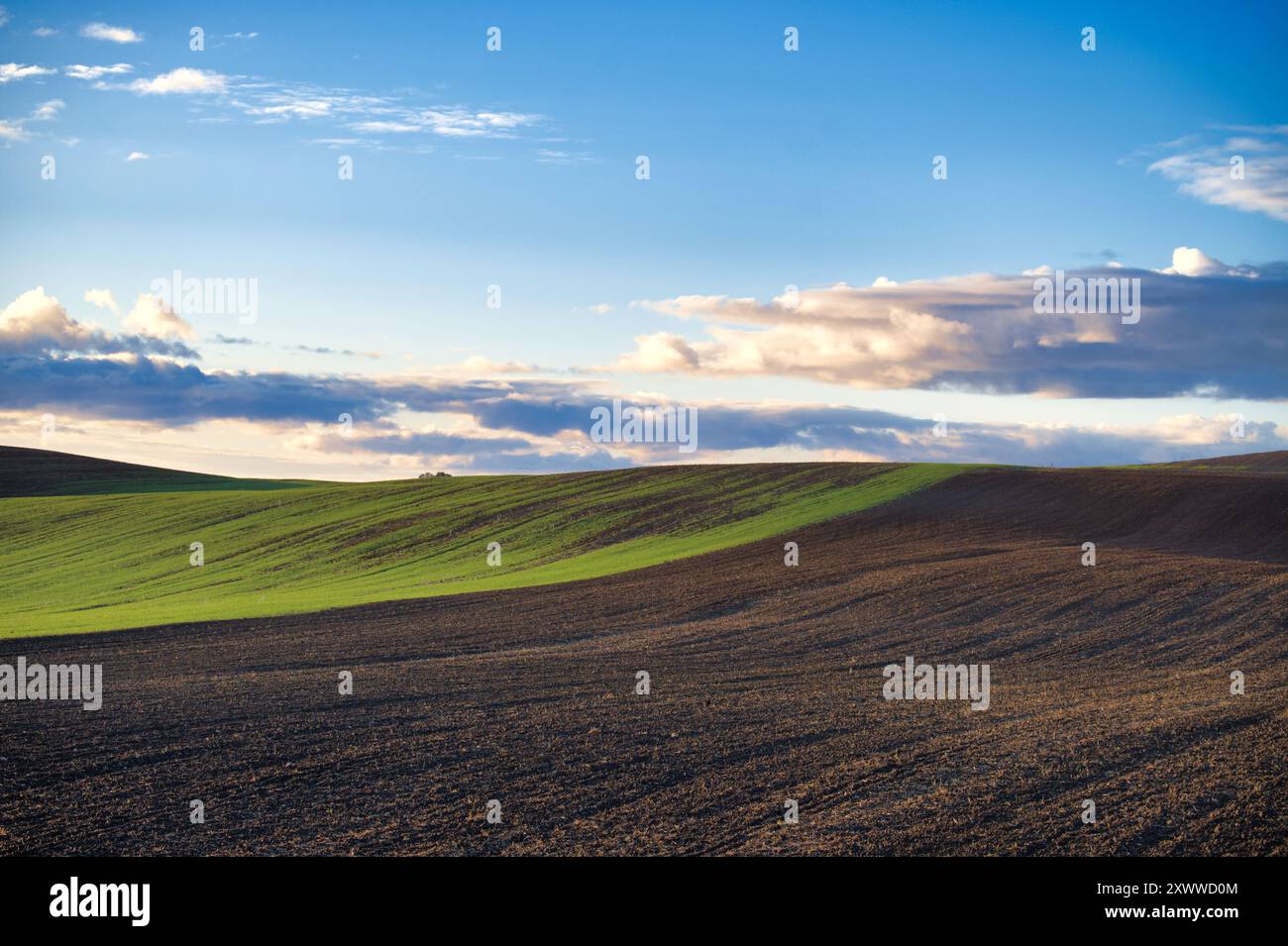 Picturesque outdoor scene in a rural area, field dotted with a few ...