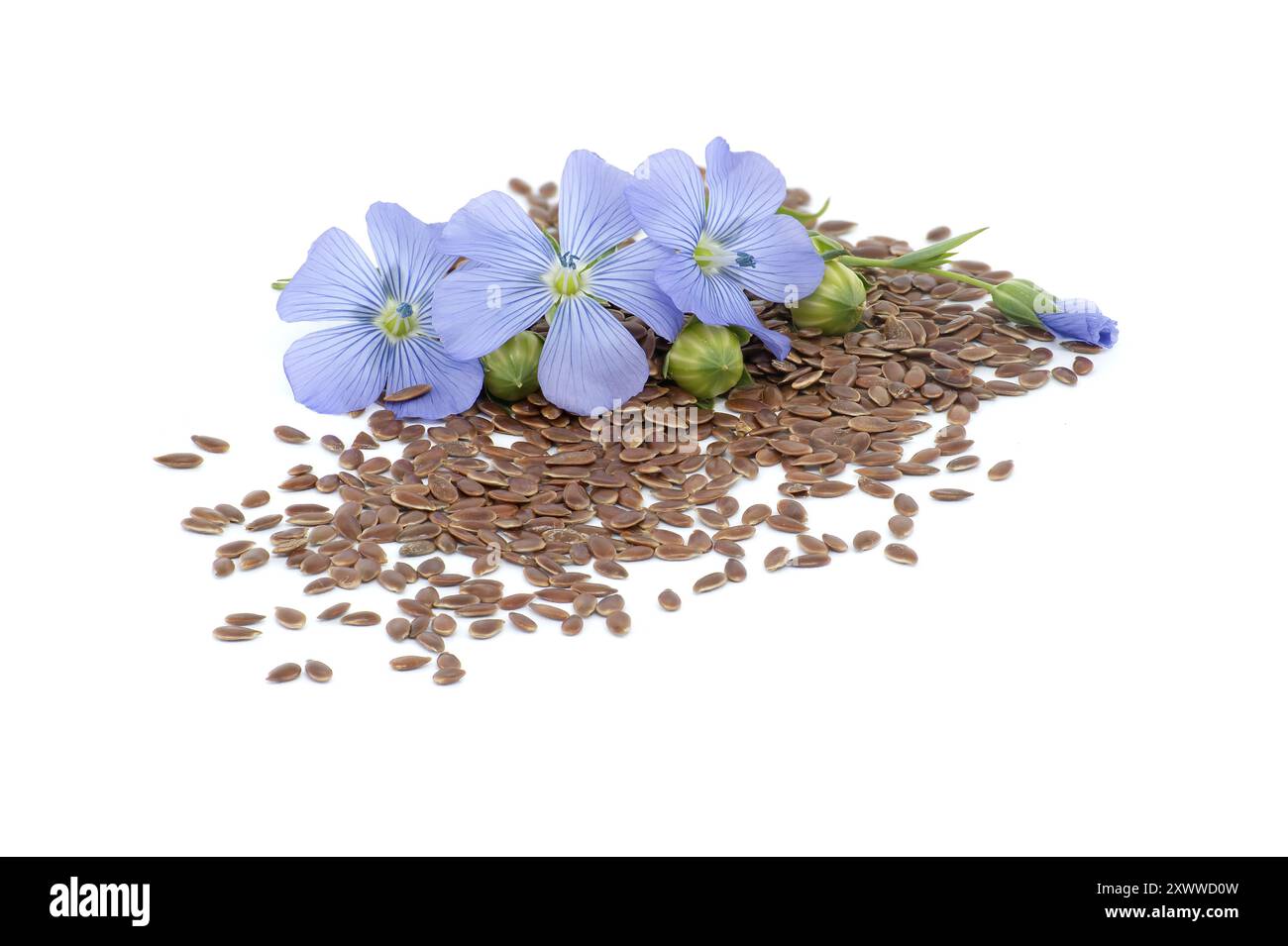 Flax flower and linseed seeds with flax fruit round capsules isolated ...