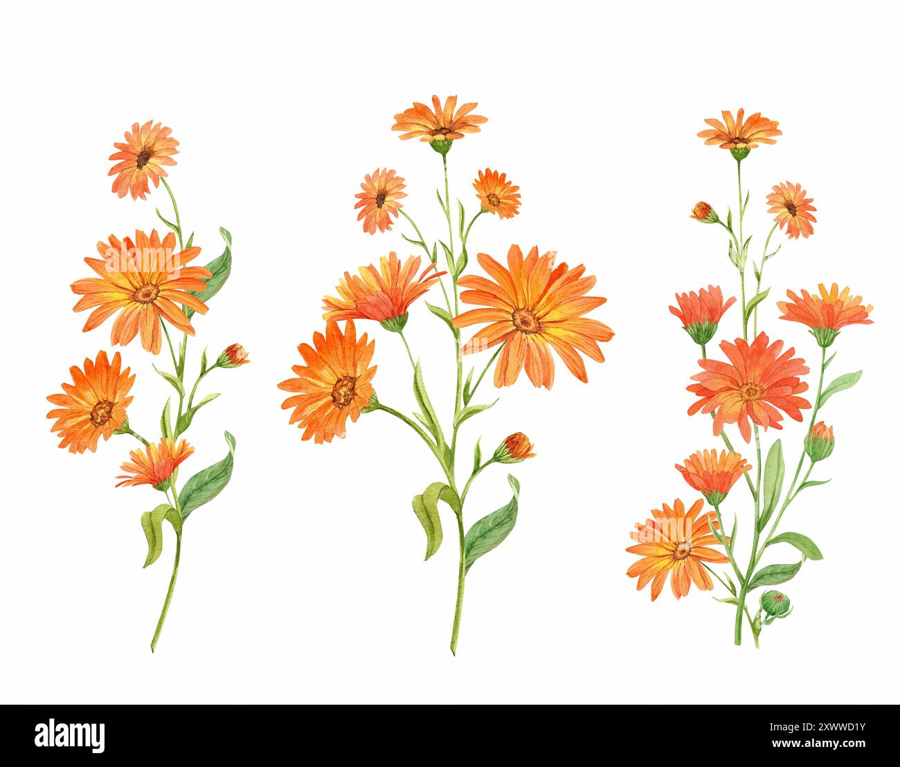 Calendula, watercolor art illustration. Orange flowers, branches are ...
