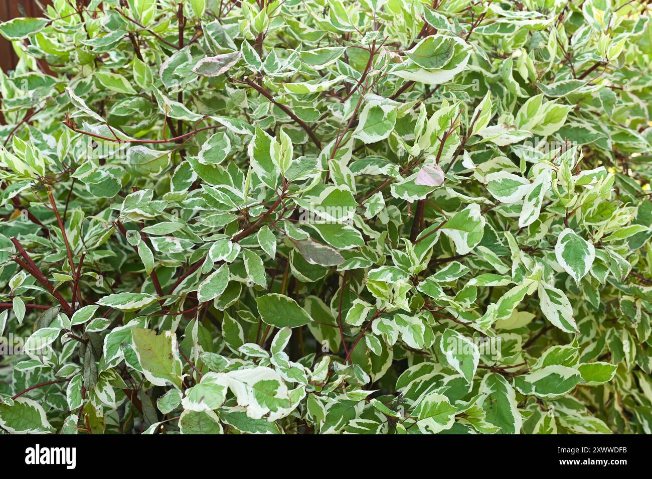white ivory halo turf plant. close-up Stock Photo - Alamy
