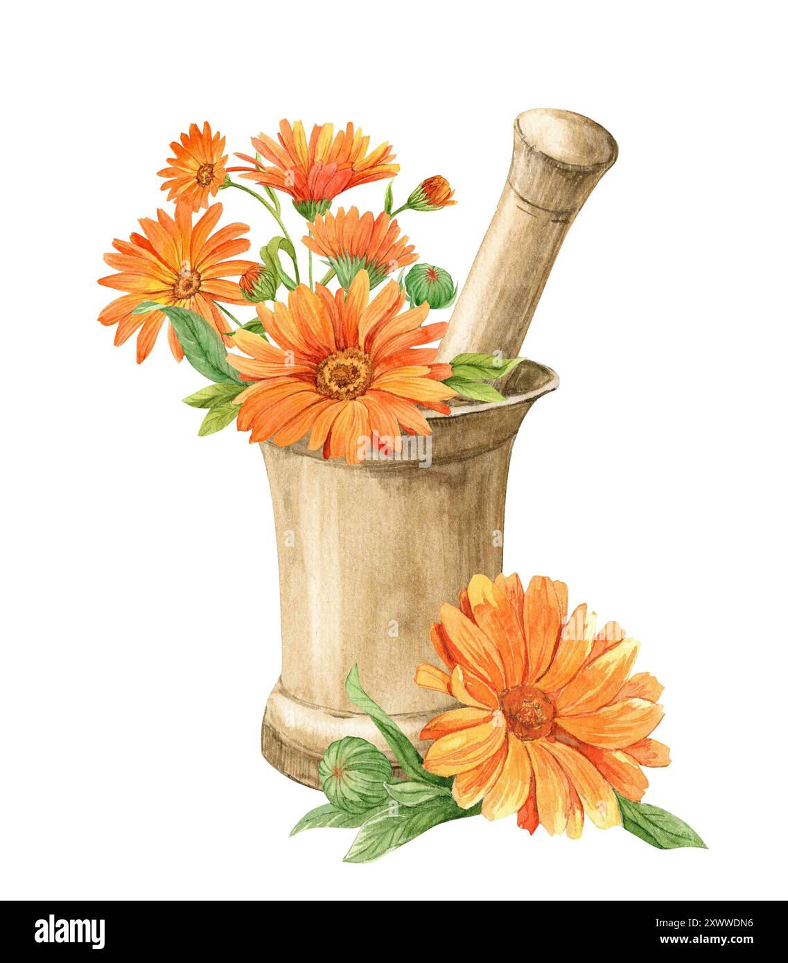 Antique copper mortar and calendula flowers. Preparation of herbal tea ...