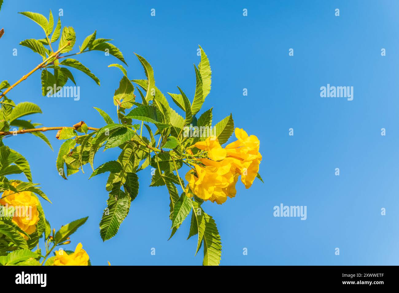 Tecoma stans yellow flowers close-up, yellow trumpetbush, yellow bells ...