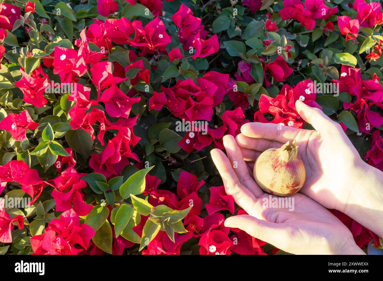Woman's hands picking up fruit from tree. Orchard with big red ...