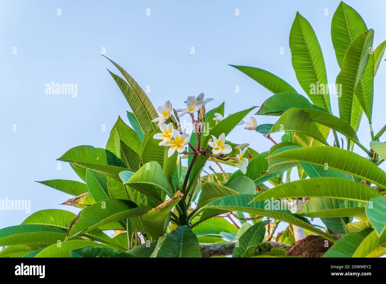Frangipani flower known temple hi-res stock photography and images - Alamy