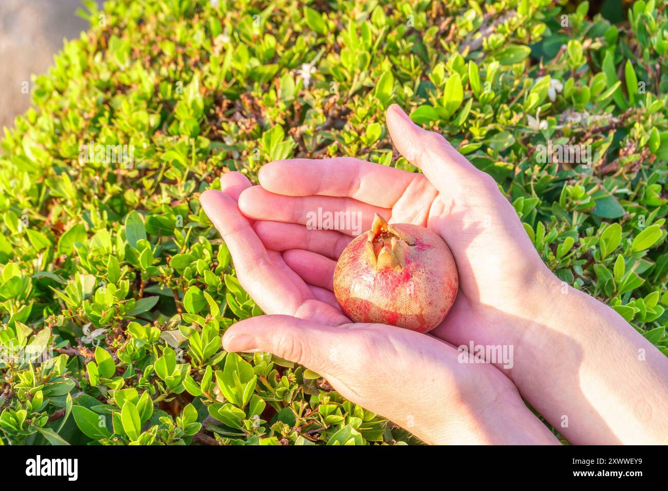 Woman's hands picking up fruit from tree. Orchard with big red ...