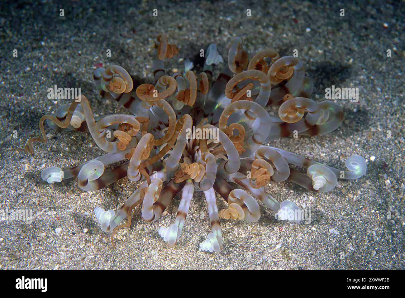 Corkscrew Tentacle Sea Anemone, Macrodactyla doreensis, night dive ...