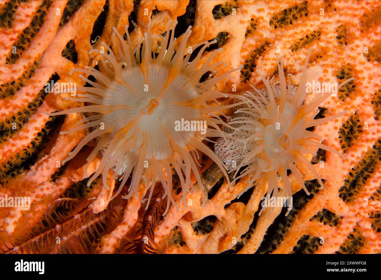 Pair of Colonial Sea Anemones, Namanthus annamensis, on Coral Fan ...