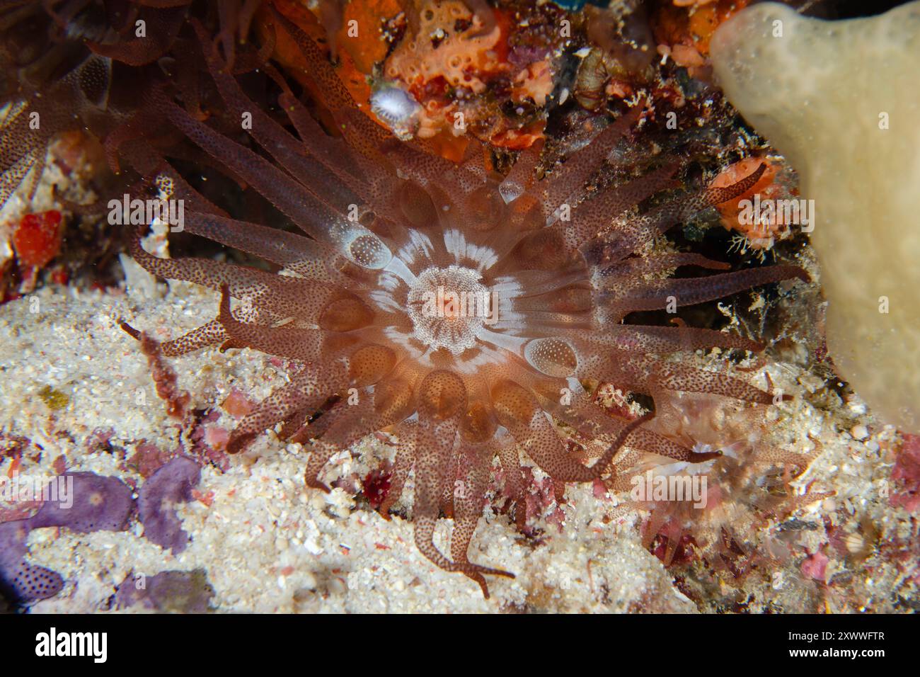 Striped Anemone, Dofleinia armata, Bangka, Sulawesi, Indonesia Stock ...
