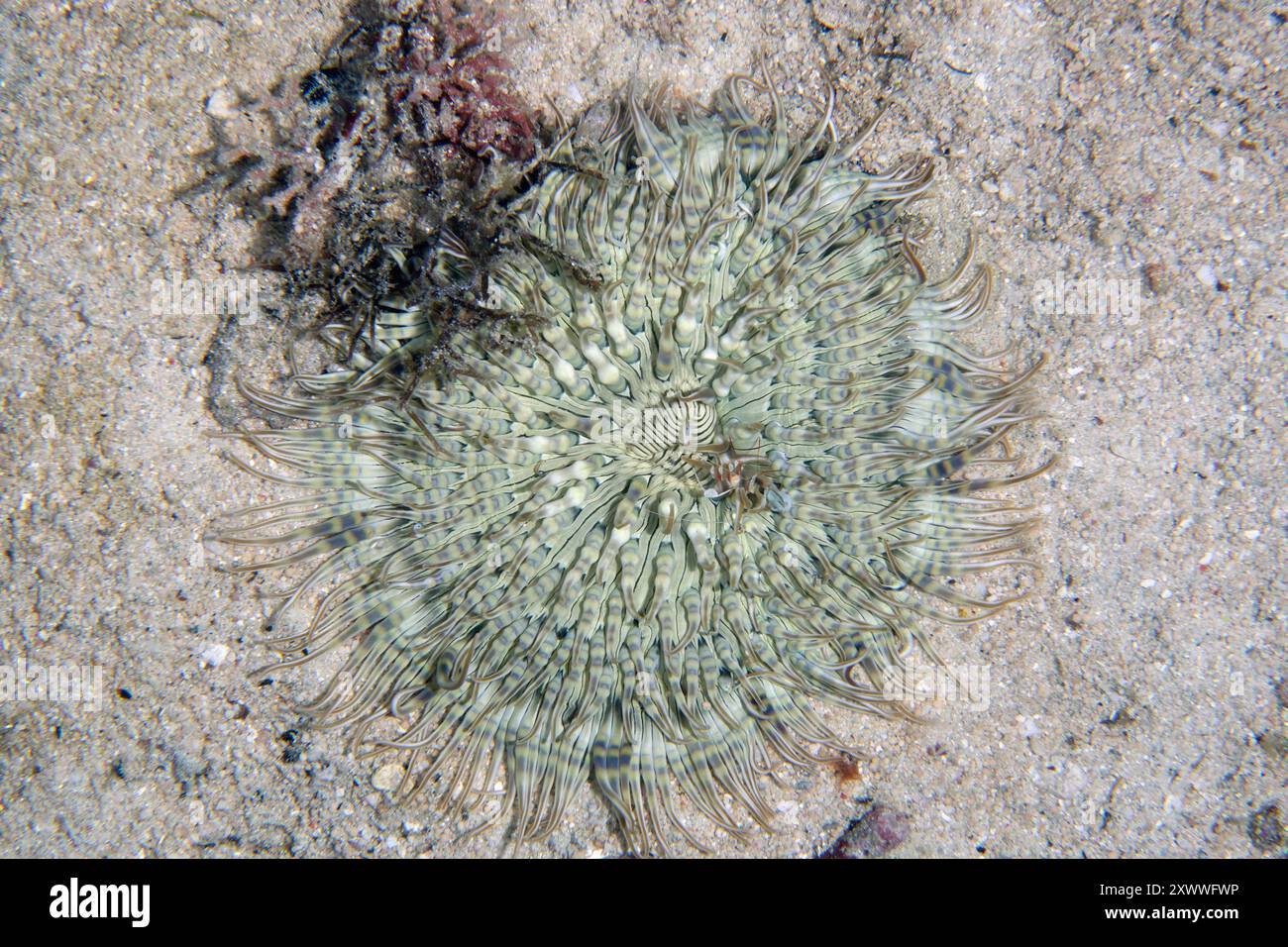 Beaded Sea Anemone, Heteractis aurora, night dive, Sakokreng Jetty dive ...