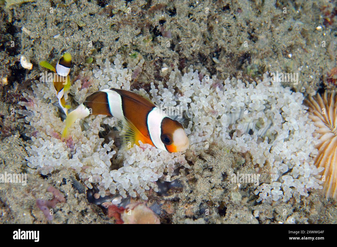 Clark's Anemonefish, Amphiprion clarkii, in Beaded Sea Anemone ...