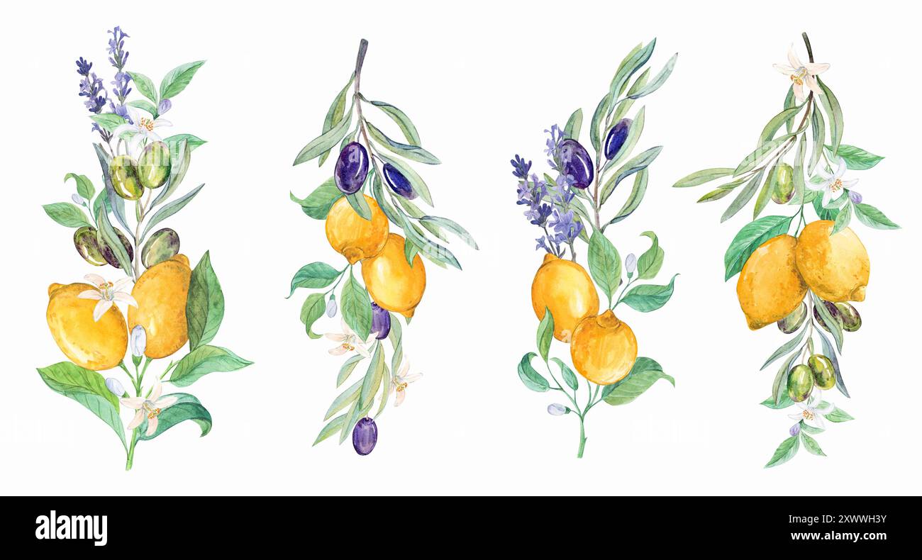 A composition of lemons, lavender and olive branches. Bouquet in the ...
