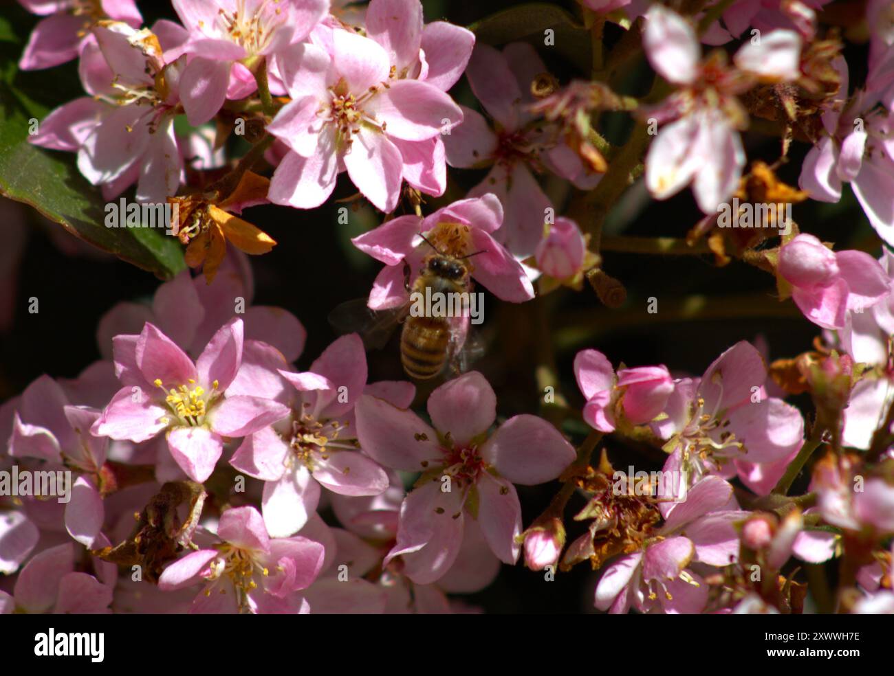 bumblebee pollinating pink flowers on bush Stock Photo - Alamy