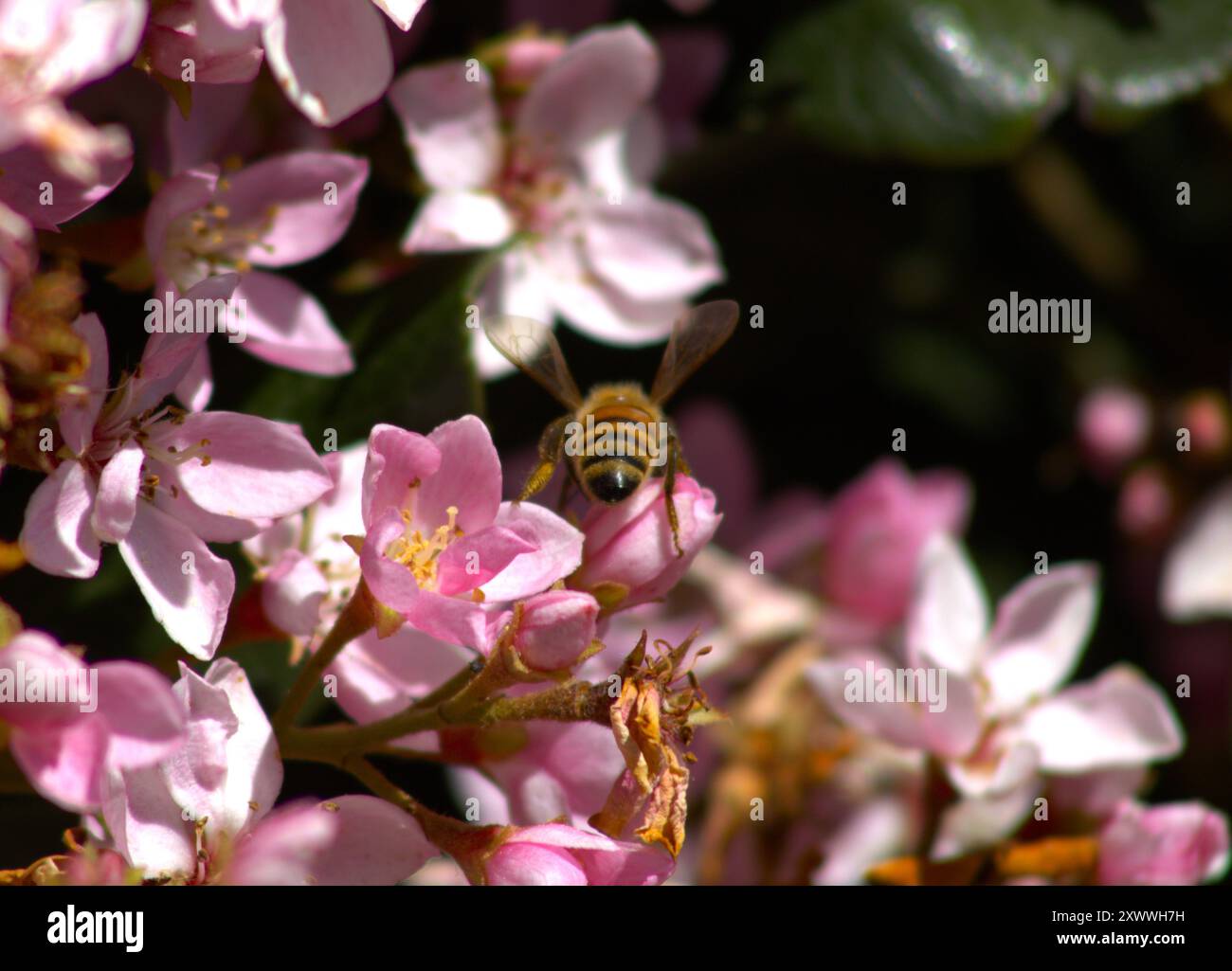 bumblebee pollinating pink flowers on bush Stock Photo - Alamy