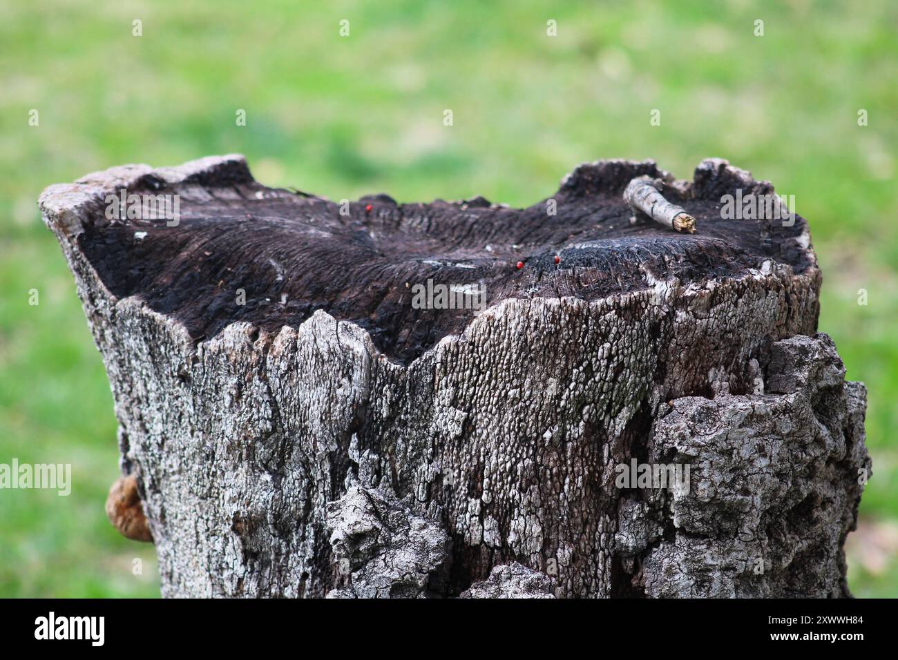 Blackened tree remains hi-res stock photography and images - Alamy