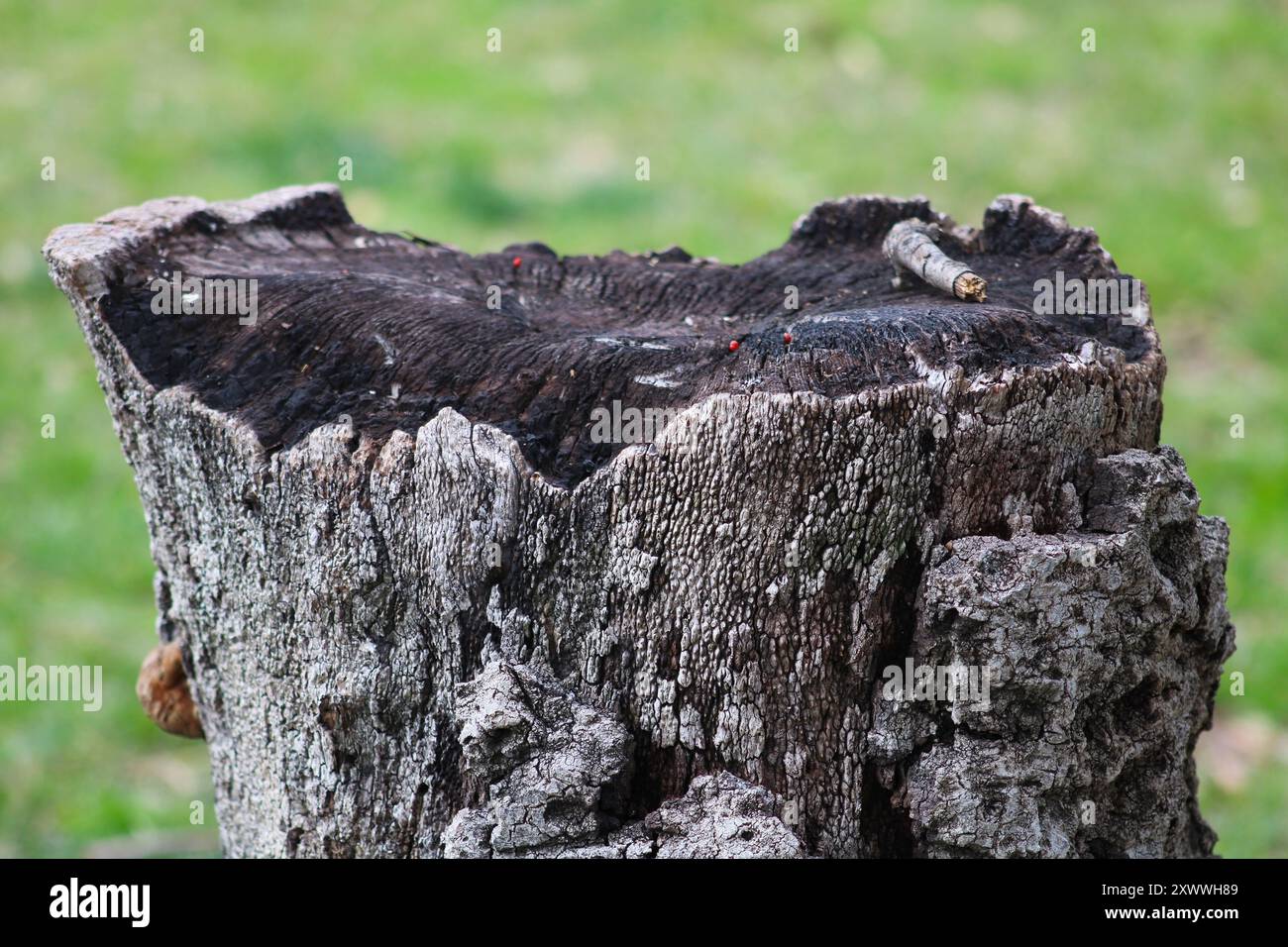 Tree stump decay hi-res stock photography and images - Alamy