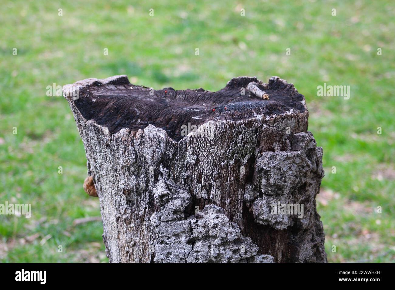 blackened tree stump close up Stock Photo - Alamy