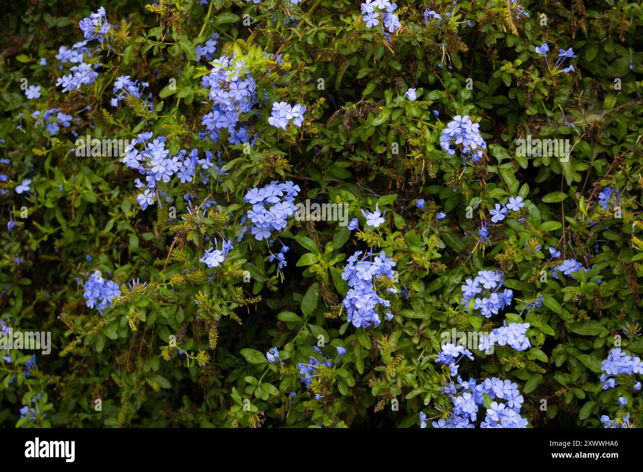 periwinkle blue flowers on outdoor bush Stock Photo - Alamy