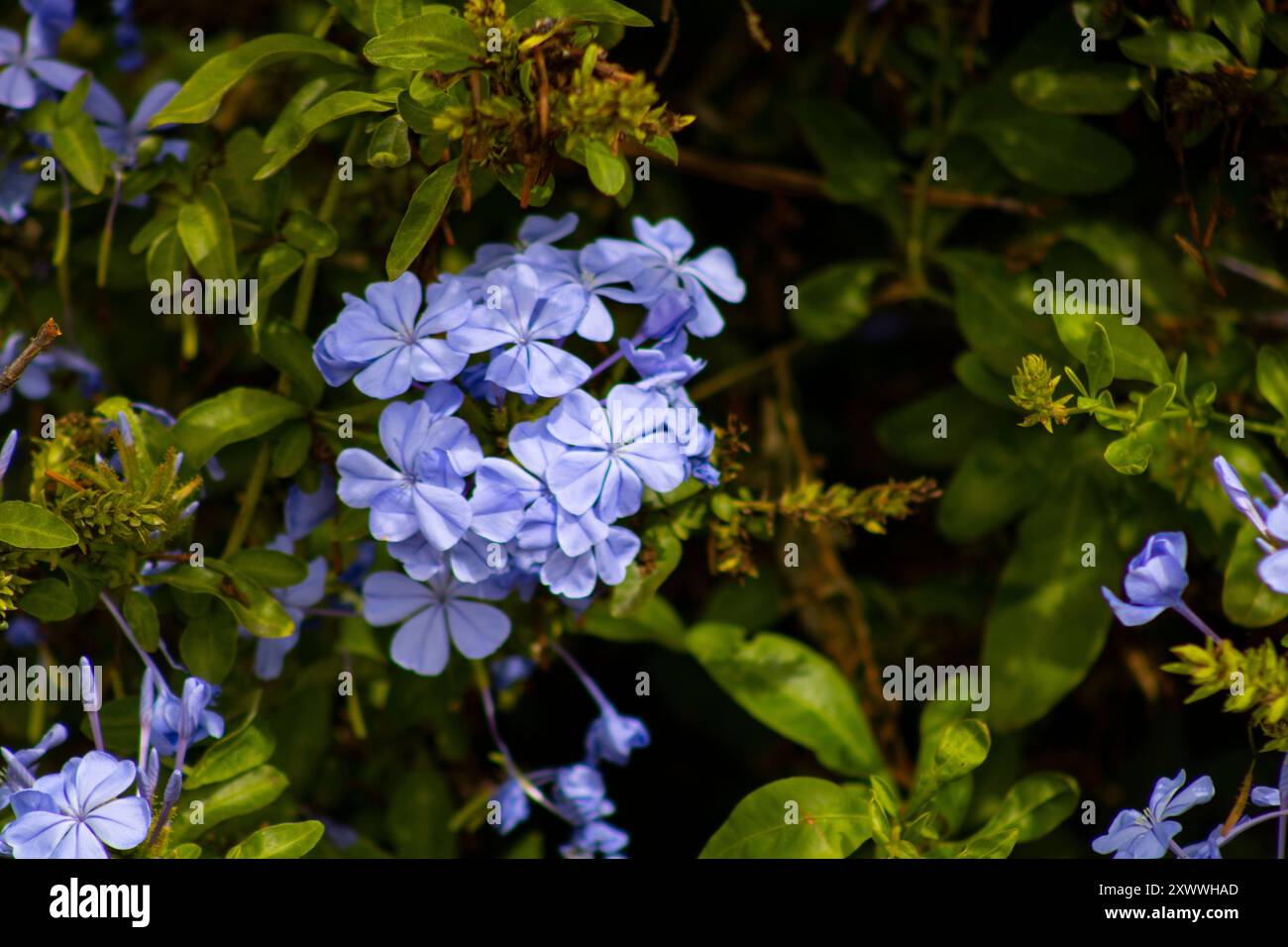 Periwinkle wildflowers hi-res stock photography and images - Alamy
